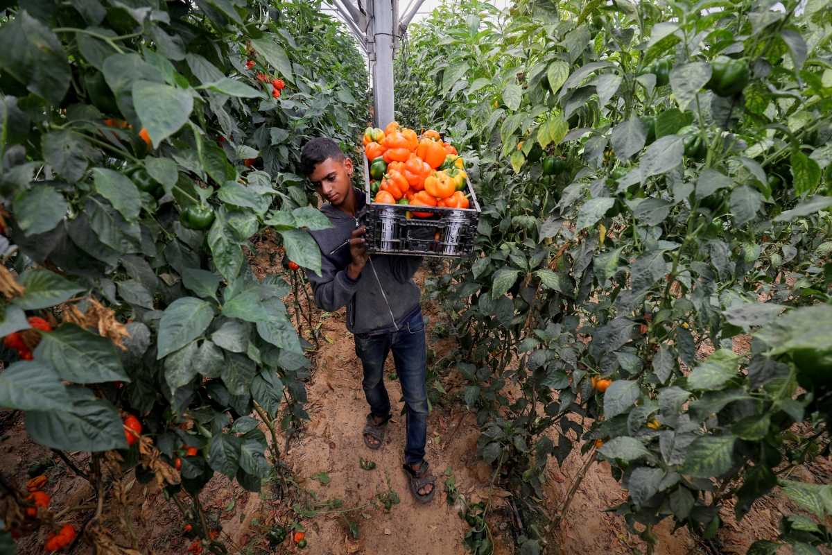 Shnat shmita: les terres au repos pendant un an en Israël | Terresainte.net